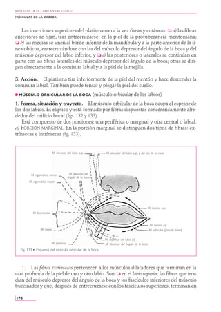 Músculos de los labios, RESUMEN DIDACTICO | PDF