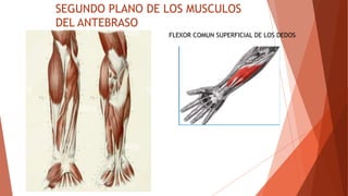 MÚSCULOS DE LOS MIEMBROS SUPERIORES DEL CUERPO HUMANO.pptx