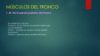 MÚSCULOS DEL TRONCO.pptx 123456789987456 | PPTX