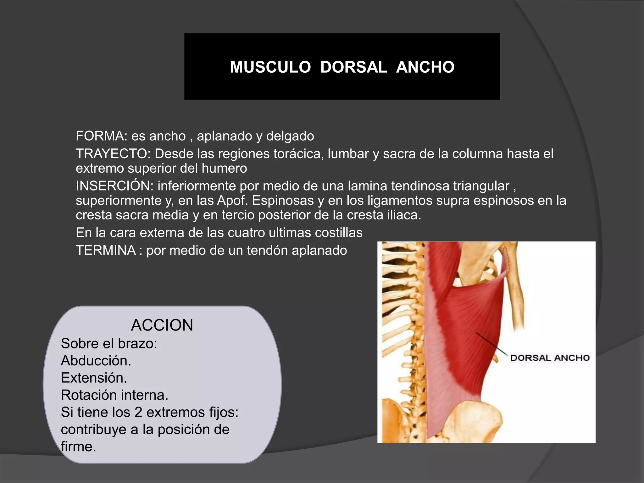 Músculos de miembro superior | PPT