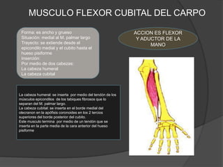 Músculos de miembro superior | PPTX