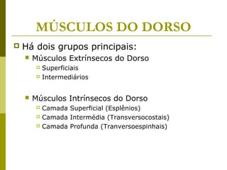 Músculos do dorso | PPT