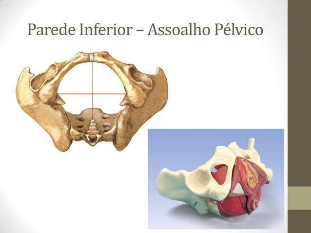 Músculos do períneo e assoalho pélvico | PDF