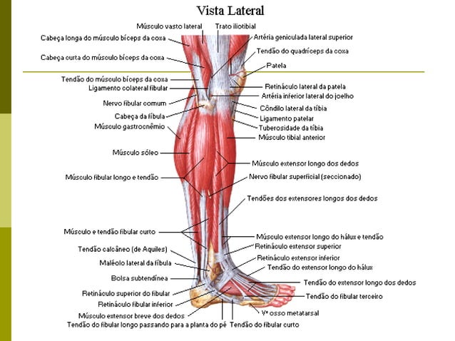 Músculos dos membros inferiores | PPT