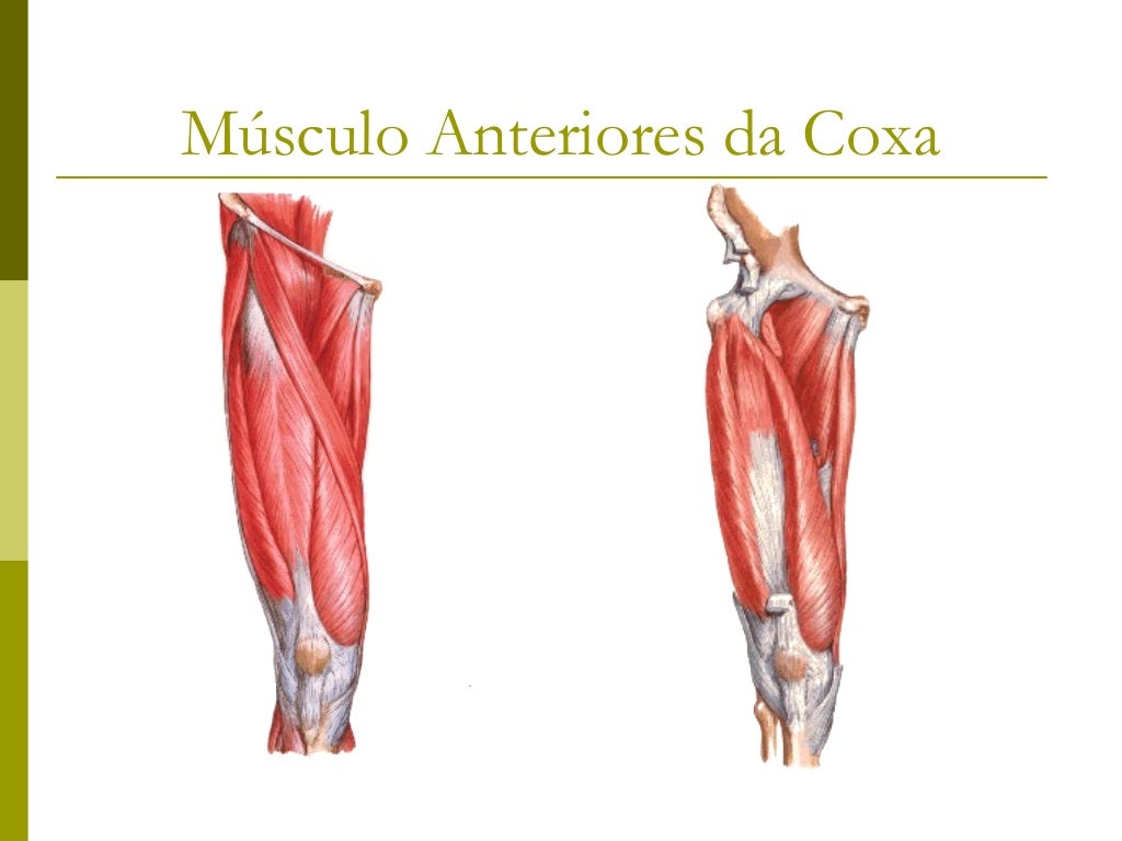 Músculos dos membros inferiores