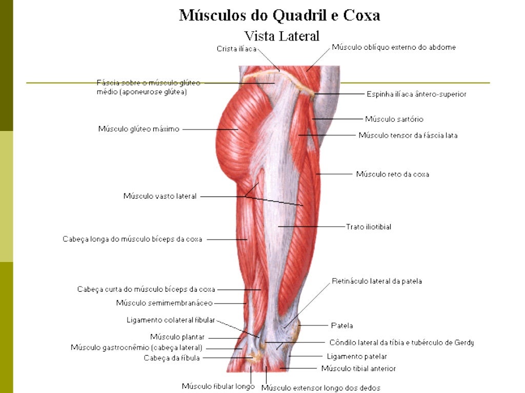 Músculos Do Membro Inferior - LIBRAIN