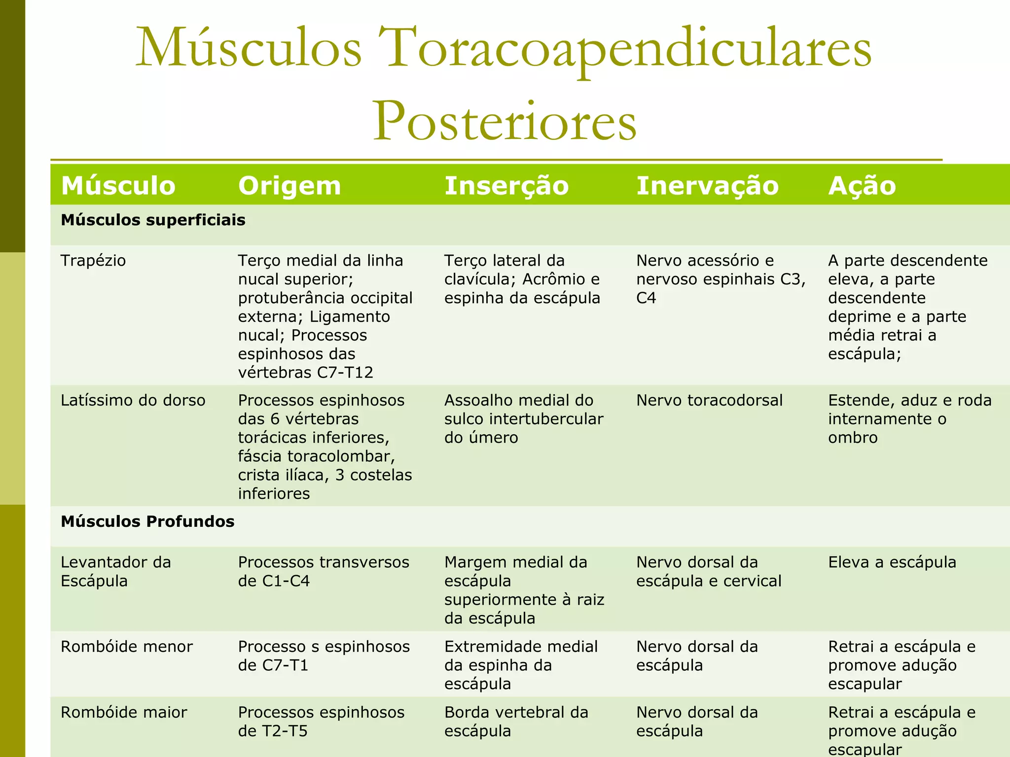 Músculos dos membros superiores e plexo | PPT