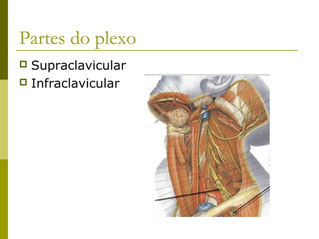 Músculos dos membros superiores e plexo