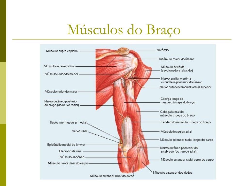 Musculo Do Membro Superior - FDPLEARN