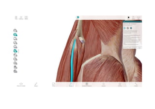 Músculo Ancóneo Epitroclear