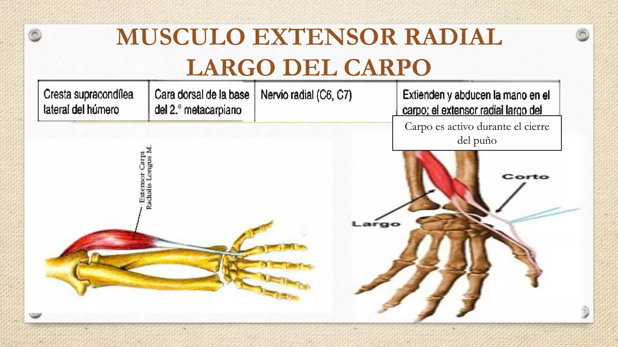 Músculos extensores del antebrazo anatomia | PPTX