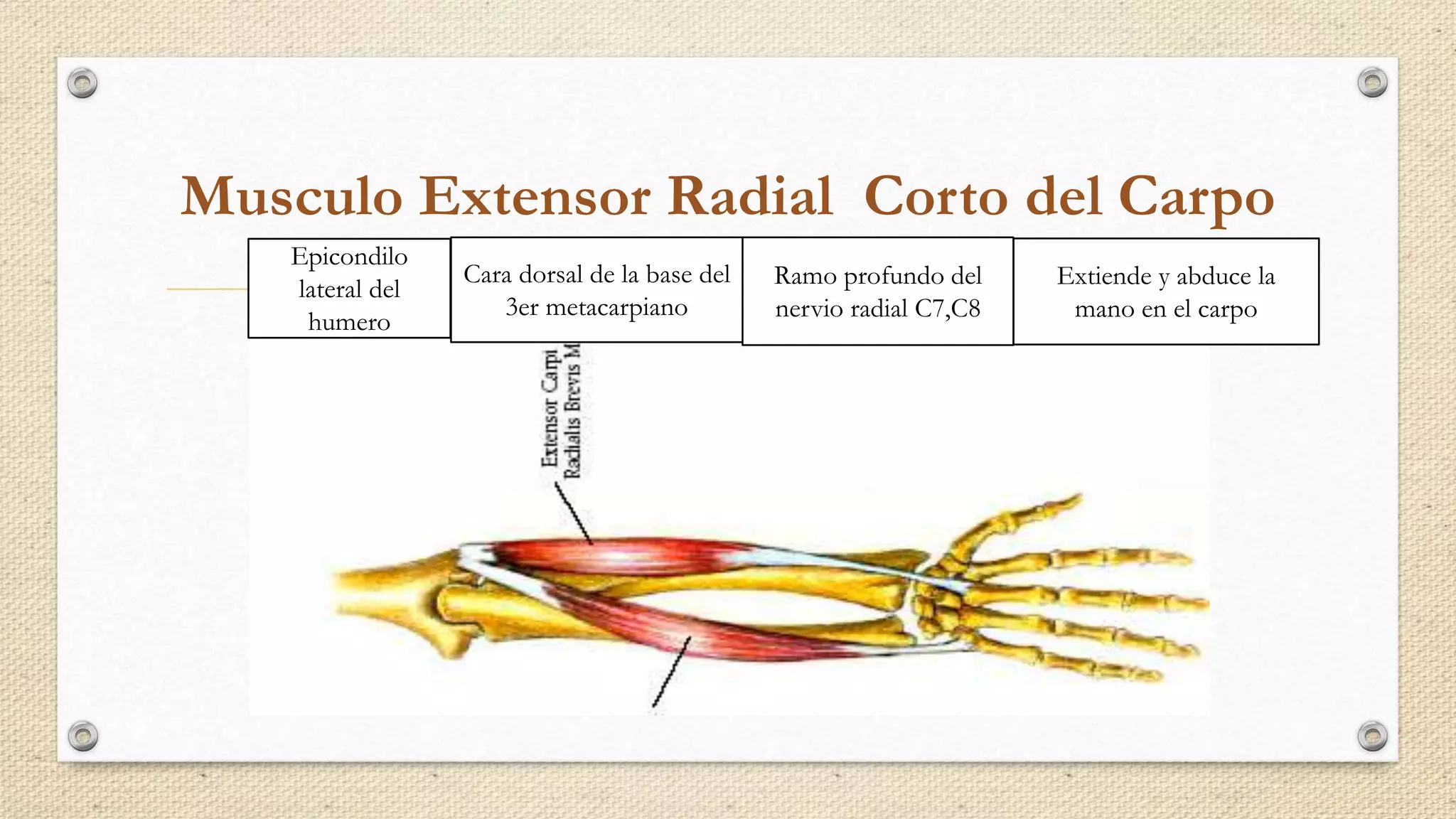 Músculos extensores del antebrazo anatomia | PPTX