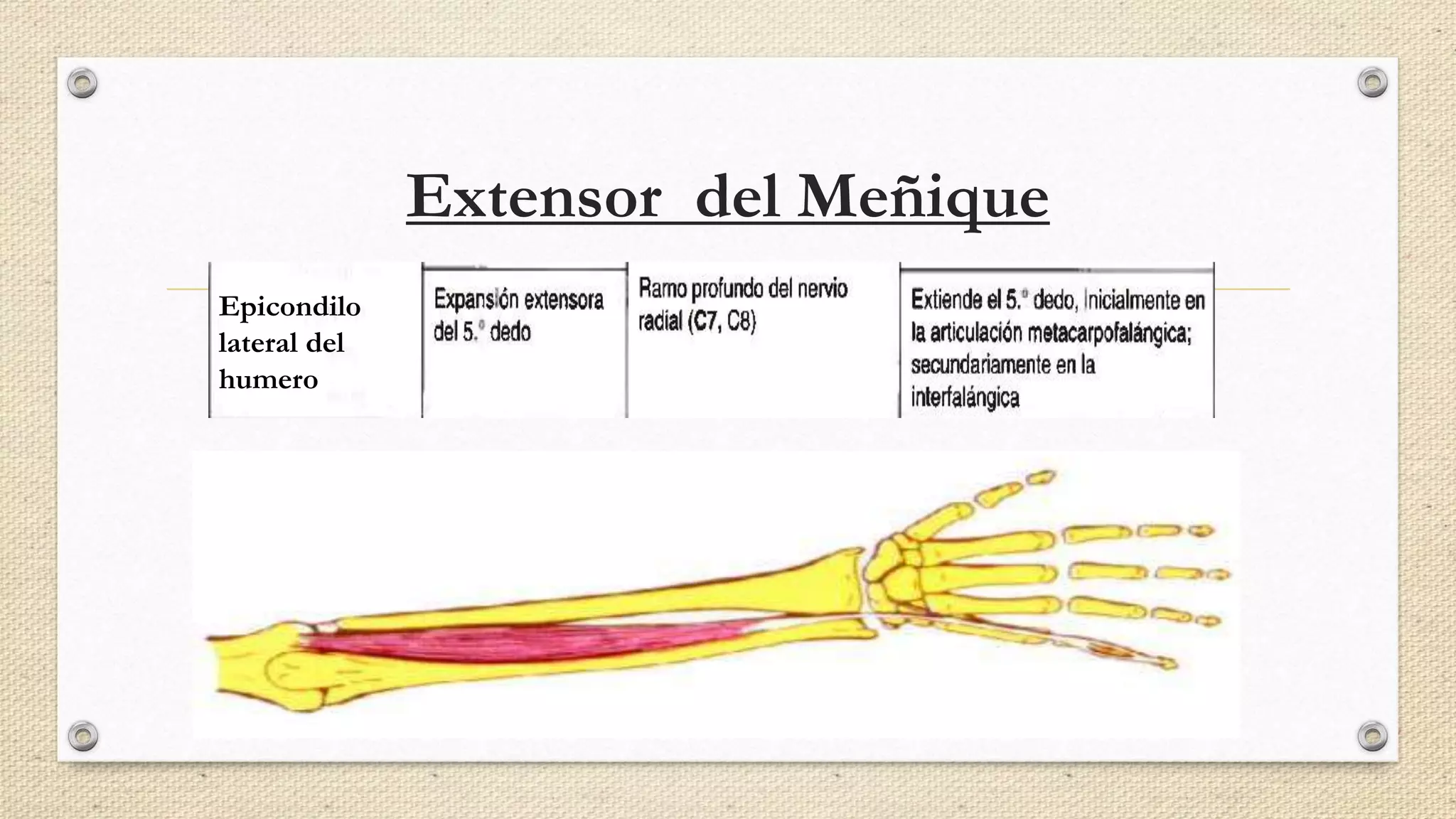 Músculos extensores del antebrazo anatomia | PPTX