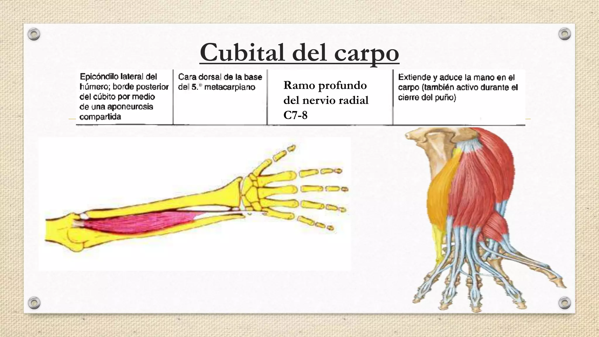 Músculos extensores del antebrazo anatomia | PPTX