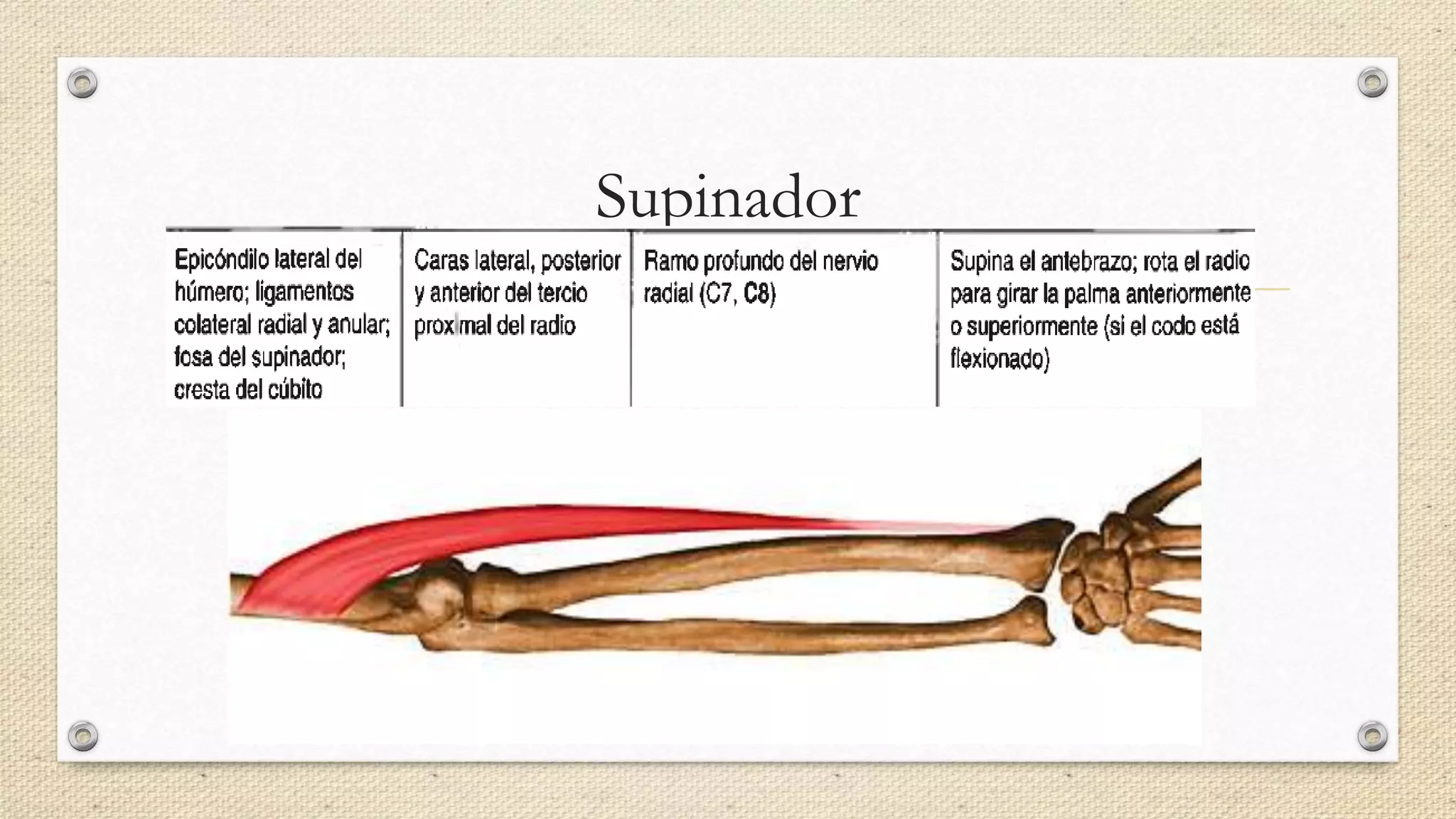 Músculos extensores del antebrazo anatomia | PPTX