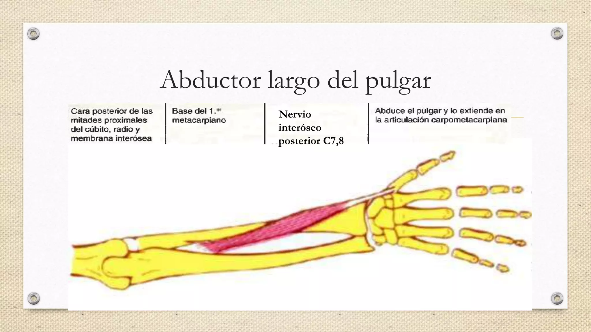 Músculos extensores del antebrazo anatomia | PPTX