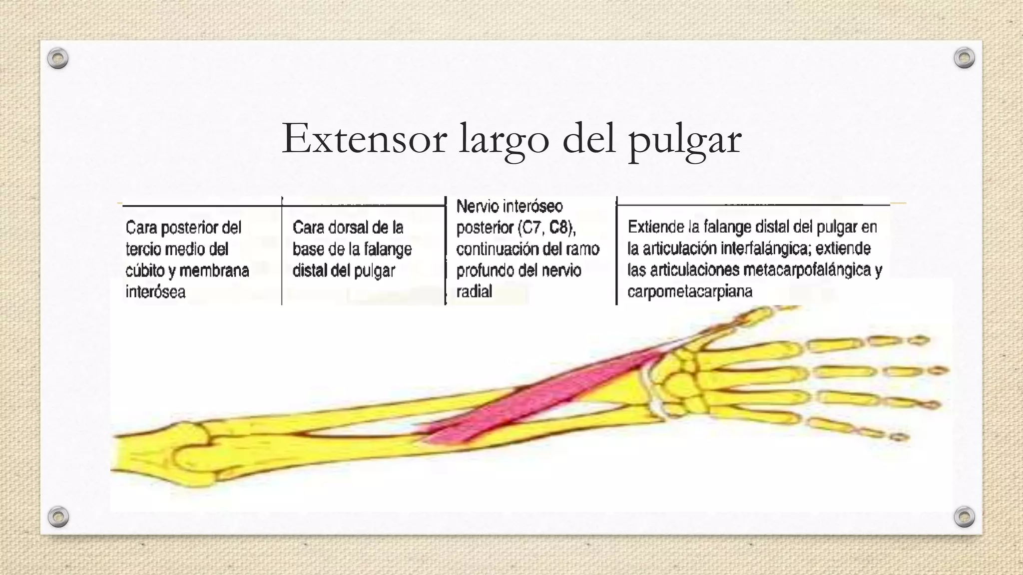 Músculos extensores del antebrazo anatomia | PPTX