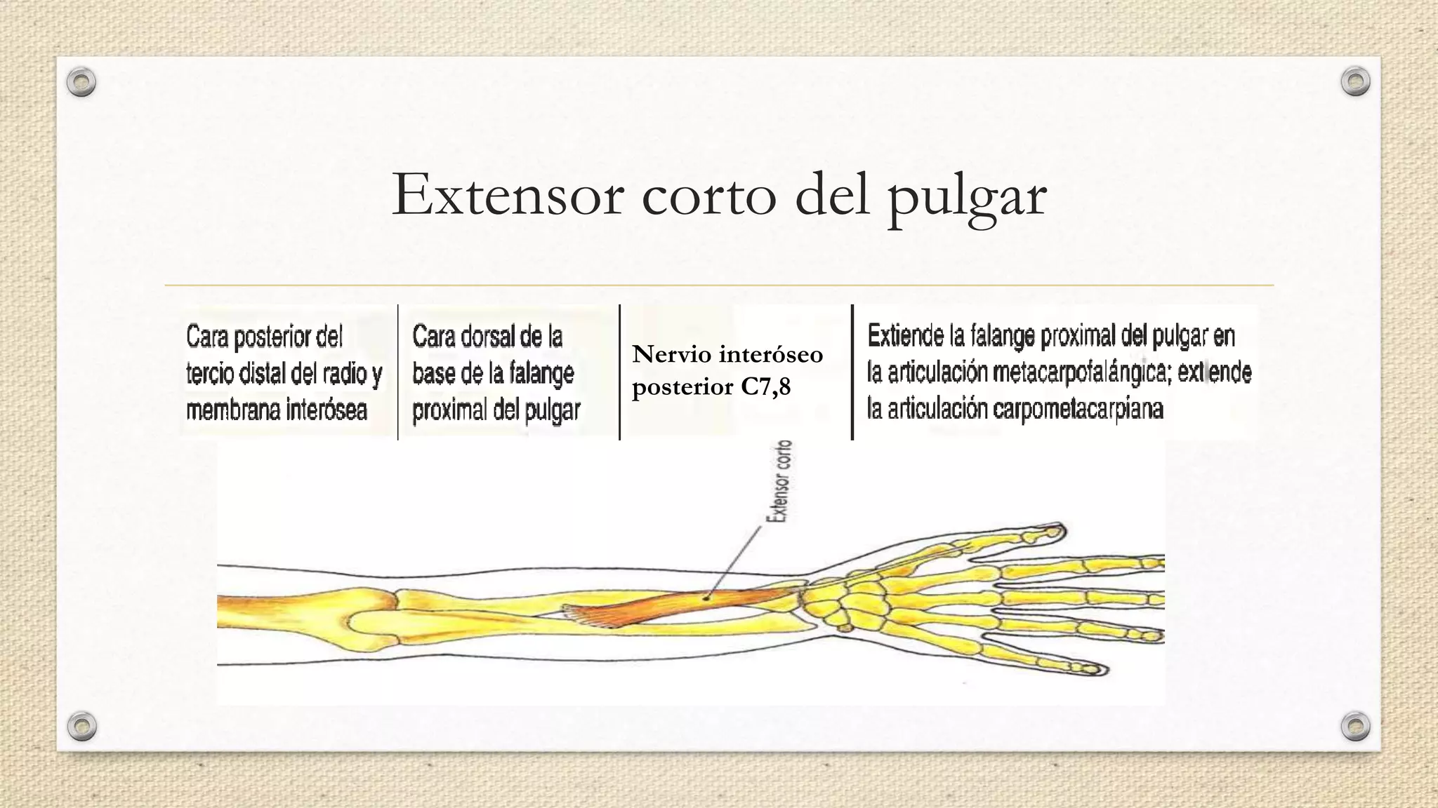 Músculos extensores del antebrazo anatomia | PPTX
