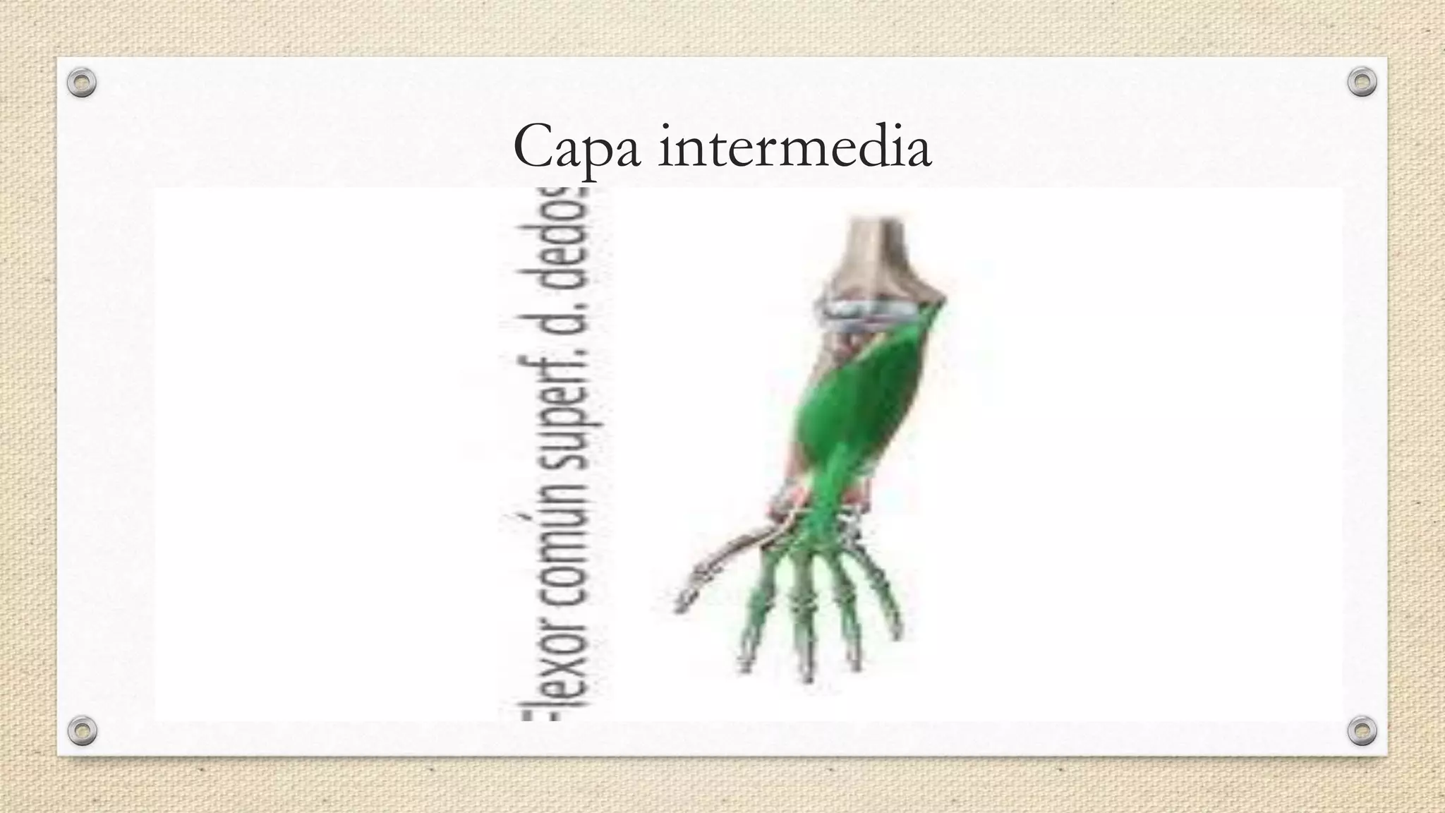 Músculos extensores del antebrazo anatomia | PPTX