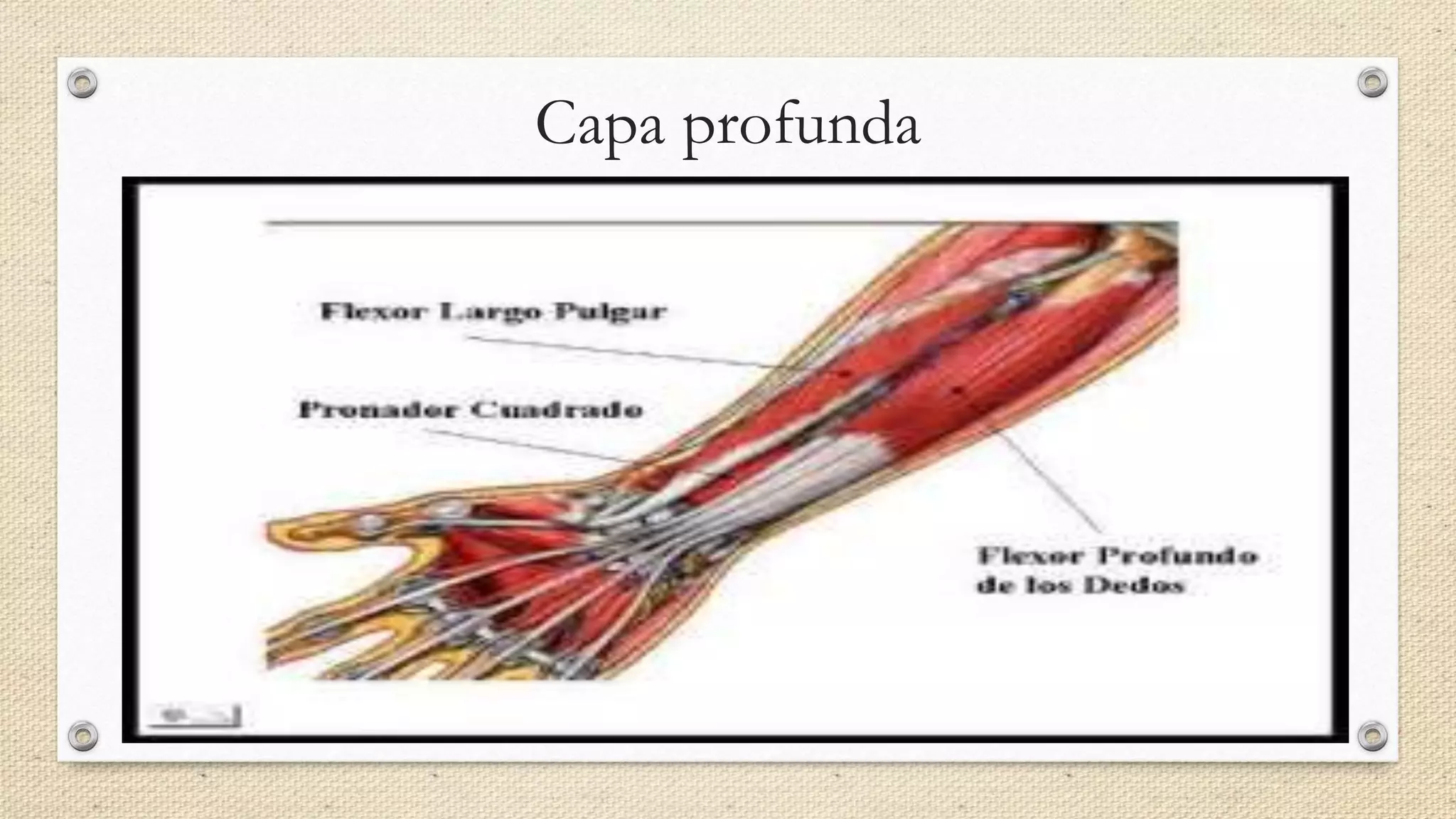 Músculos extensores del antebrazo anatomia | PPTX