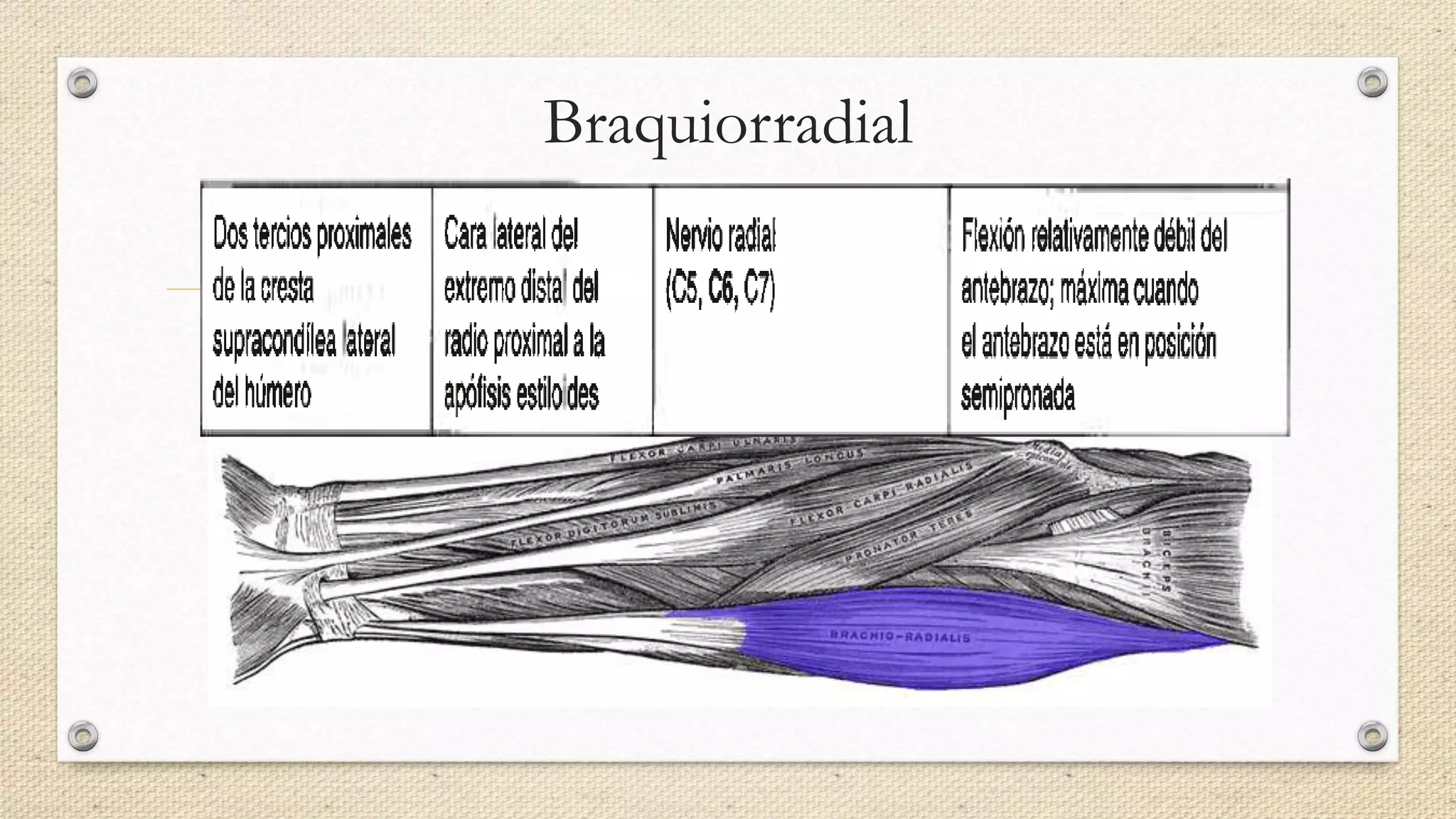 Músculos extensores del antebrazo anatomia | PPTX