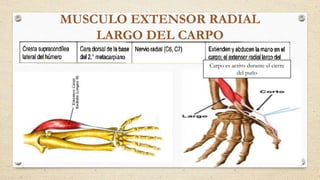 Músculos extensores del antebrazo anatomia | PPTX