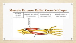 Músculos extensores del antebrazo anatomia | PPTX