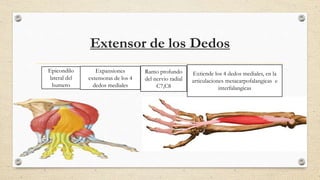 Músculos extensores del antebrazo anatomia | PPTX