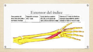Músculos extensores del antebrazo anatomia | PPTX