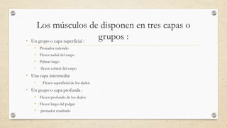 Músculos extensores del antebrazo anatomia | PPTX