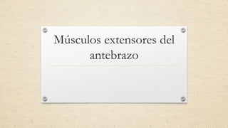 Músculos extensores del antebrazo anatomia | PPTX