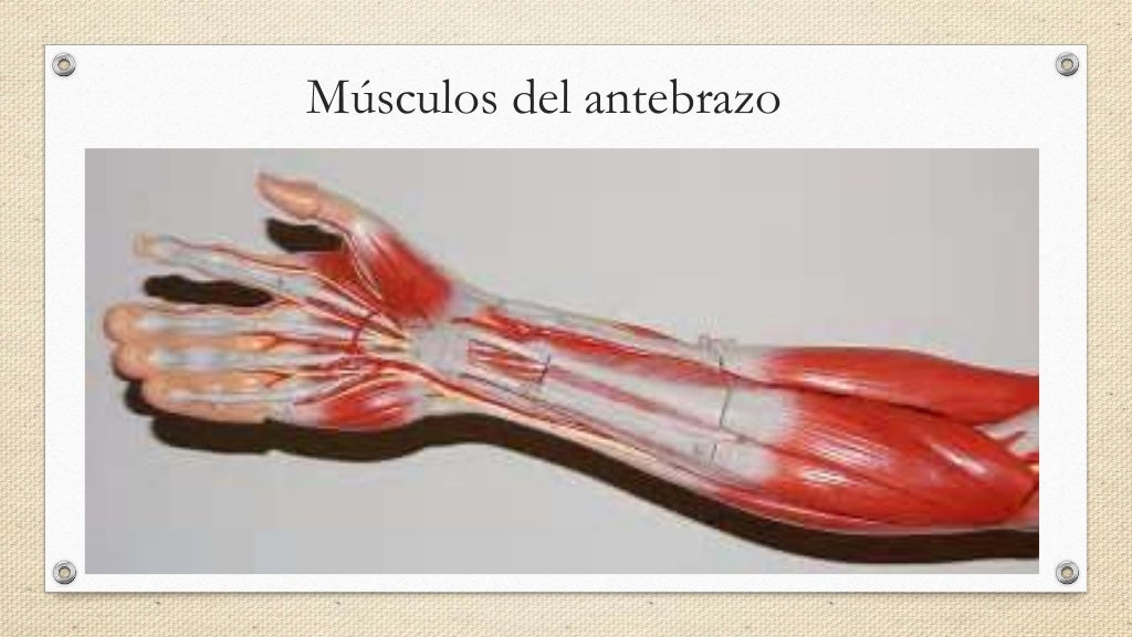 Músculos extensores del antebrazo anatomia