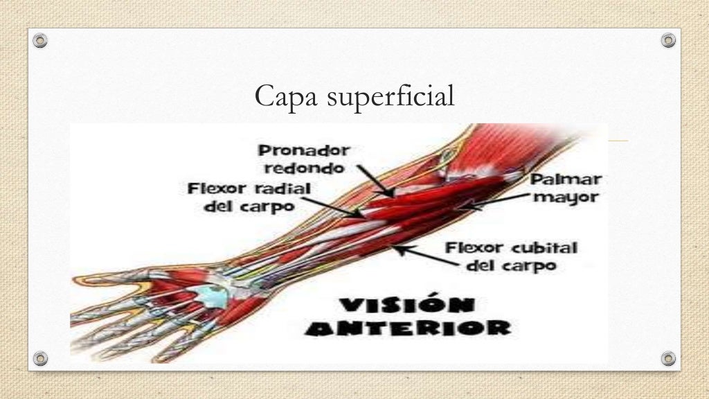 Músculos extensores del antebrazo anatomia