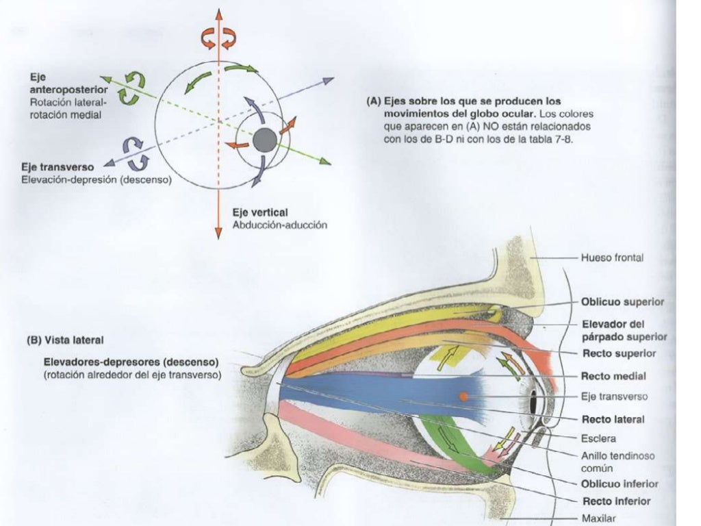 Músculos extraoculares