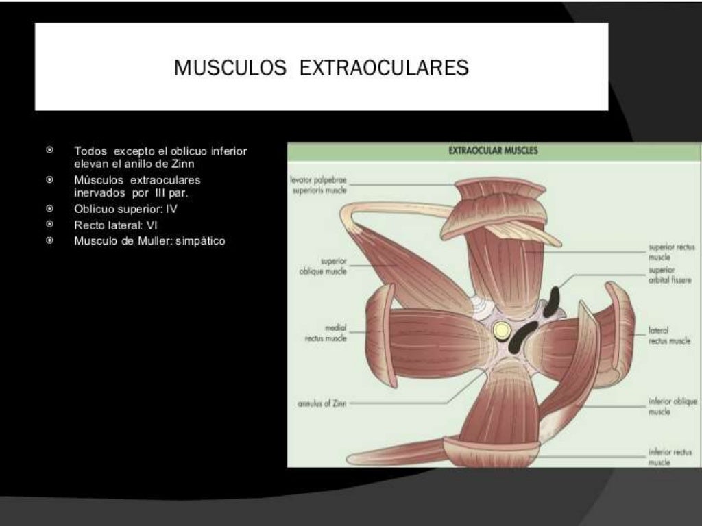 Músculos extraoculares