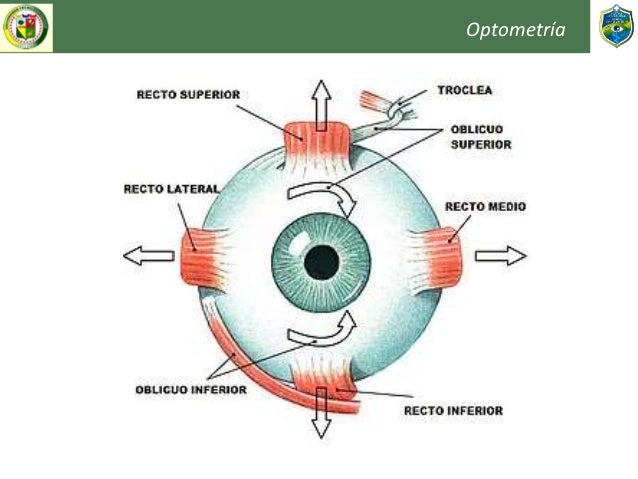Músculos extraoculares