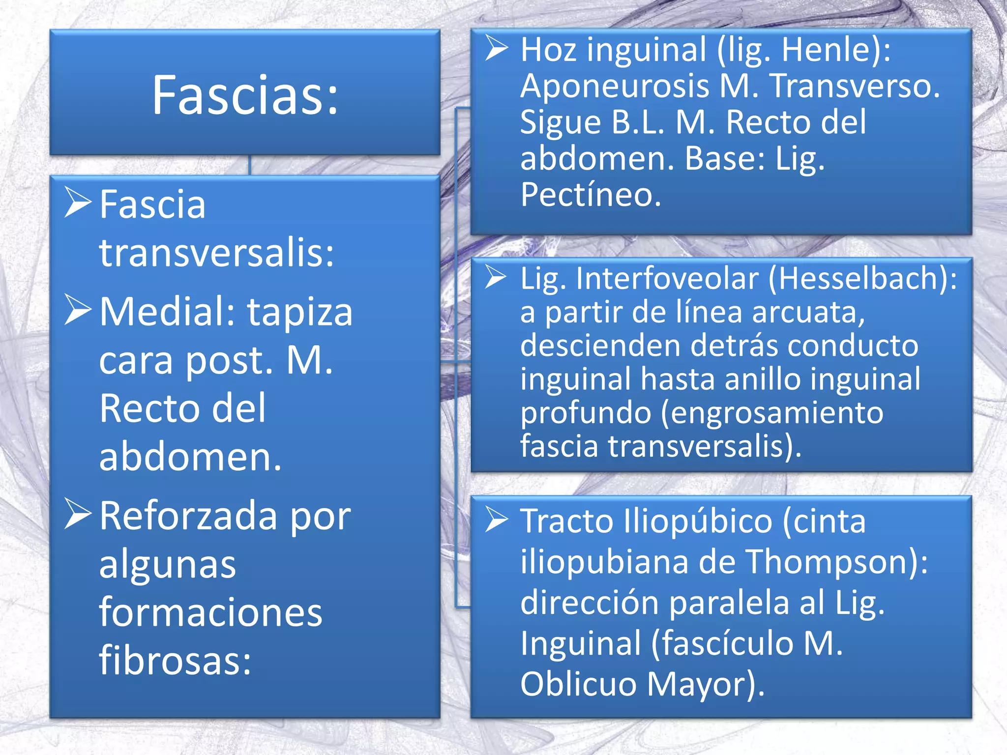 Músculos, fascias y aponeurosis del abdomen | PPTX