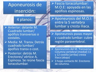 Músculos, fascias y aponeurosis del abdomen | PPTX