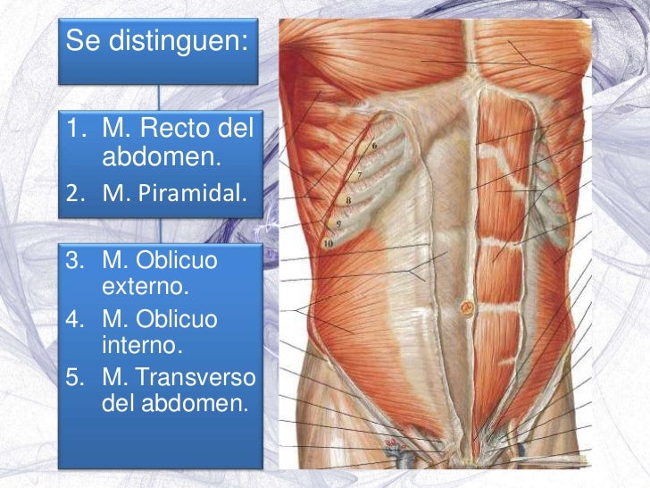Músculos Abdominales. ¿Sabes Cuál Es Su Función? – GTST