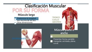 MÚSCULOS GENERALIDADES UNIVERSIDAD 2.pptx