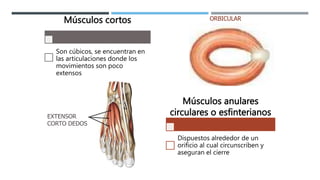 MÚSCULOS GENERALIDADES UNIVERSIDAD 2.pptx