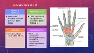 Músculos hipotenares | PPTX