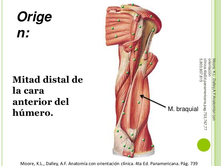 Anatomia Hombro Fisiot
