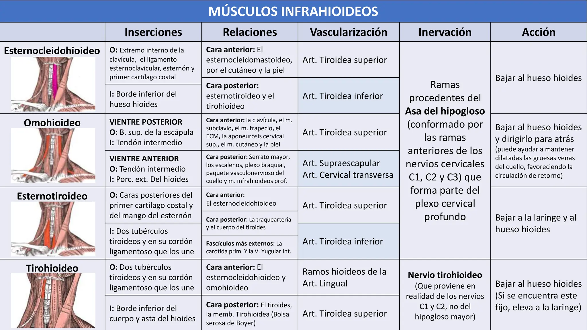 Músculos infrahioideos-músculos del cuello.pptx