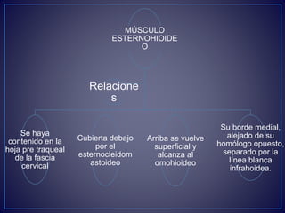 Músculos infrahioideos y vena yugular anterior | PPTX