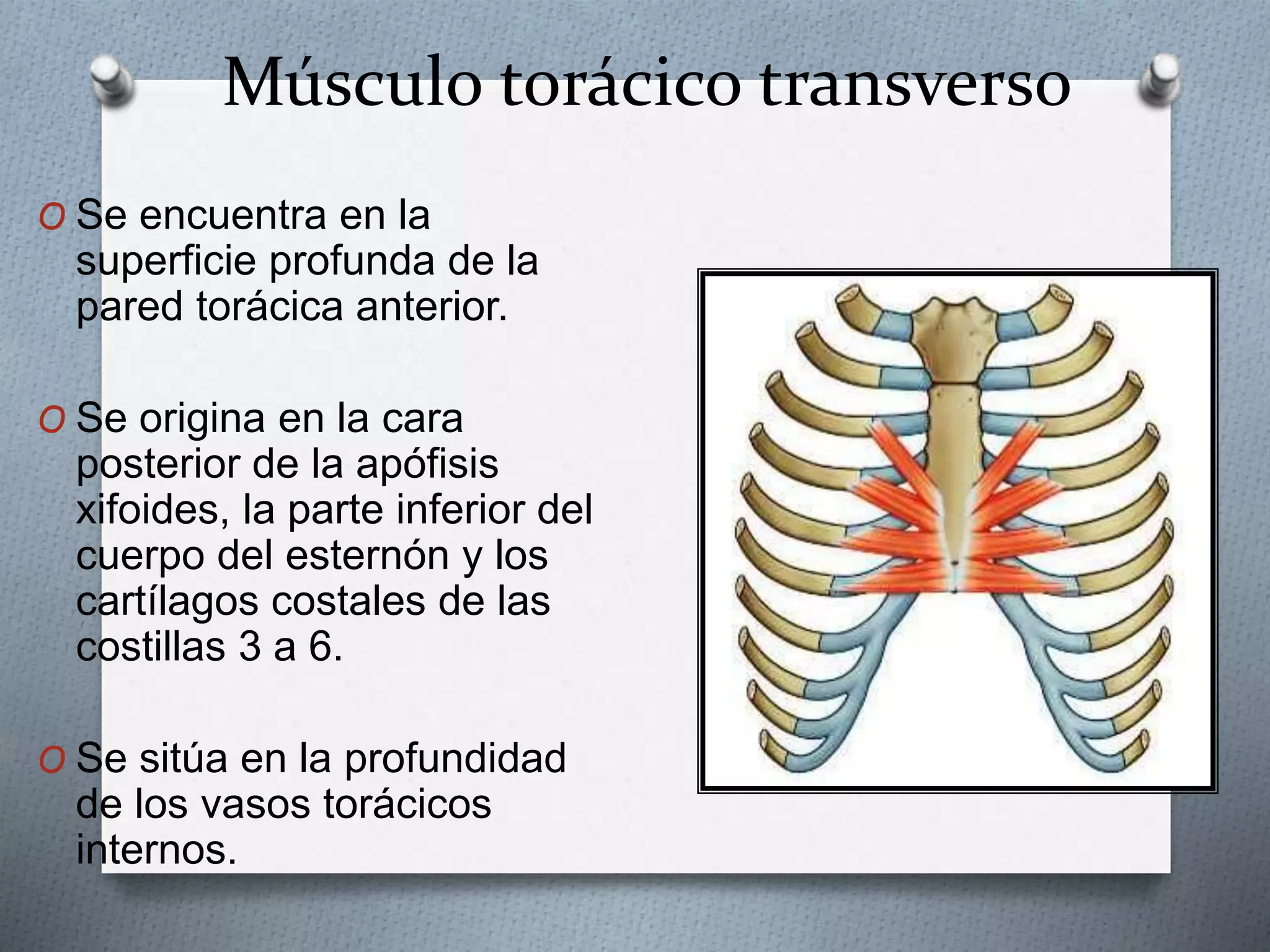 Músculos intercostales | PPTX