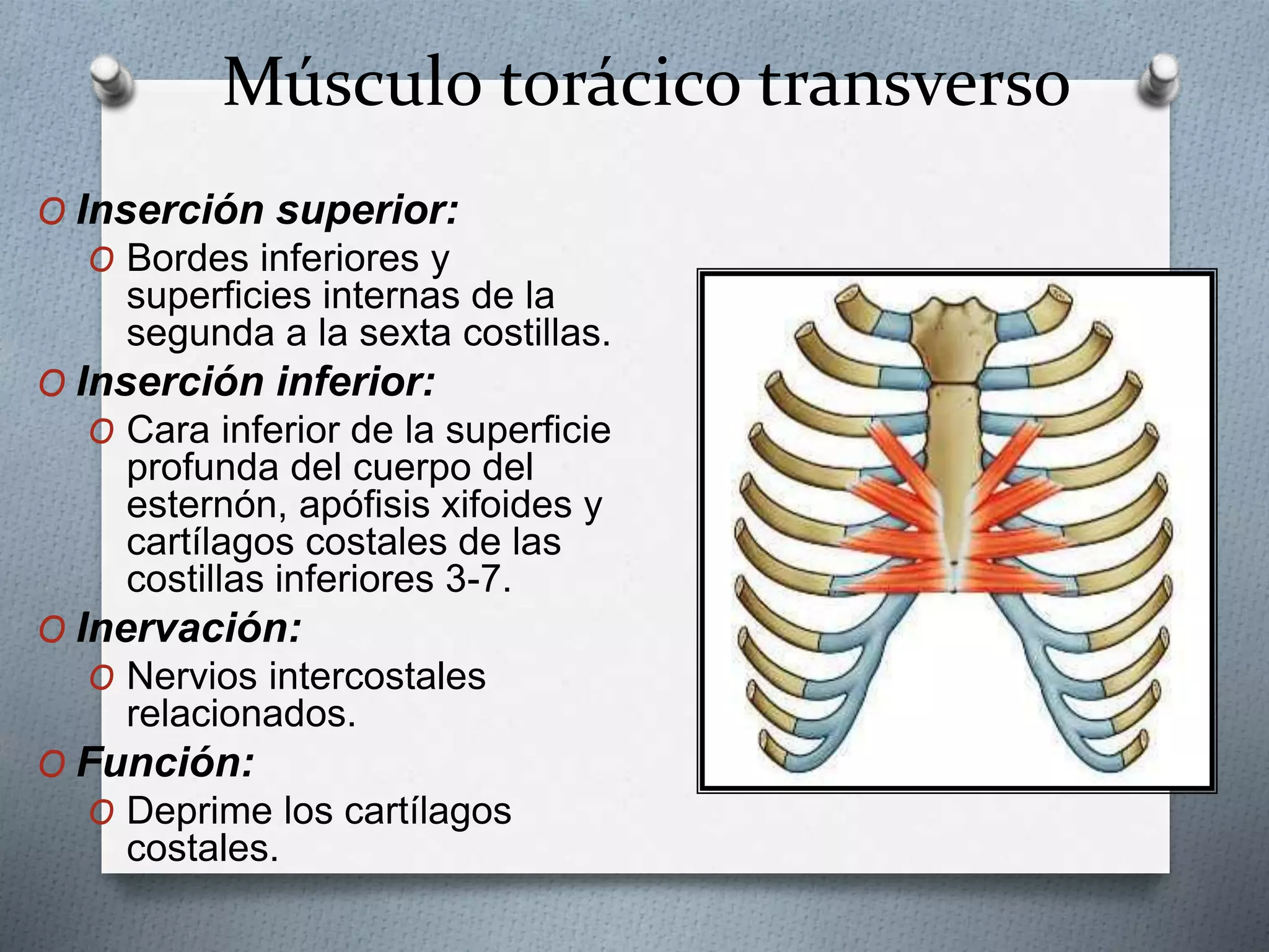 Músculos intercostales | PPTX