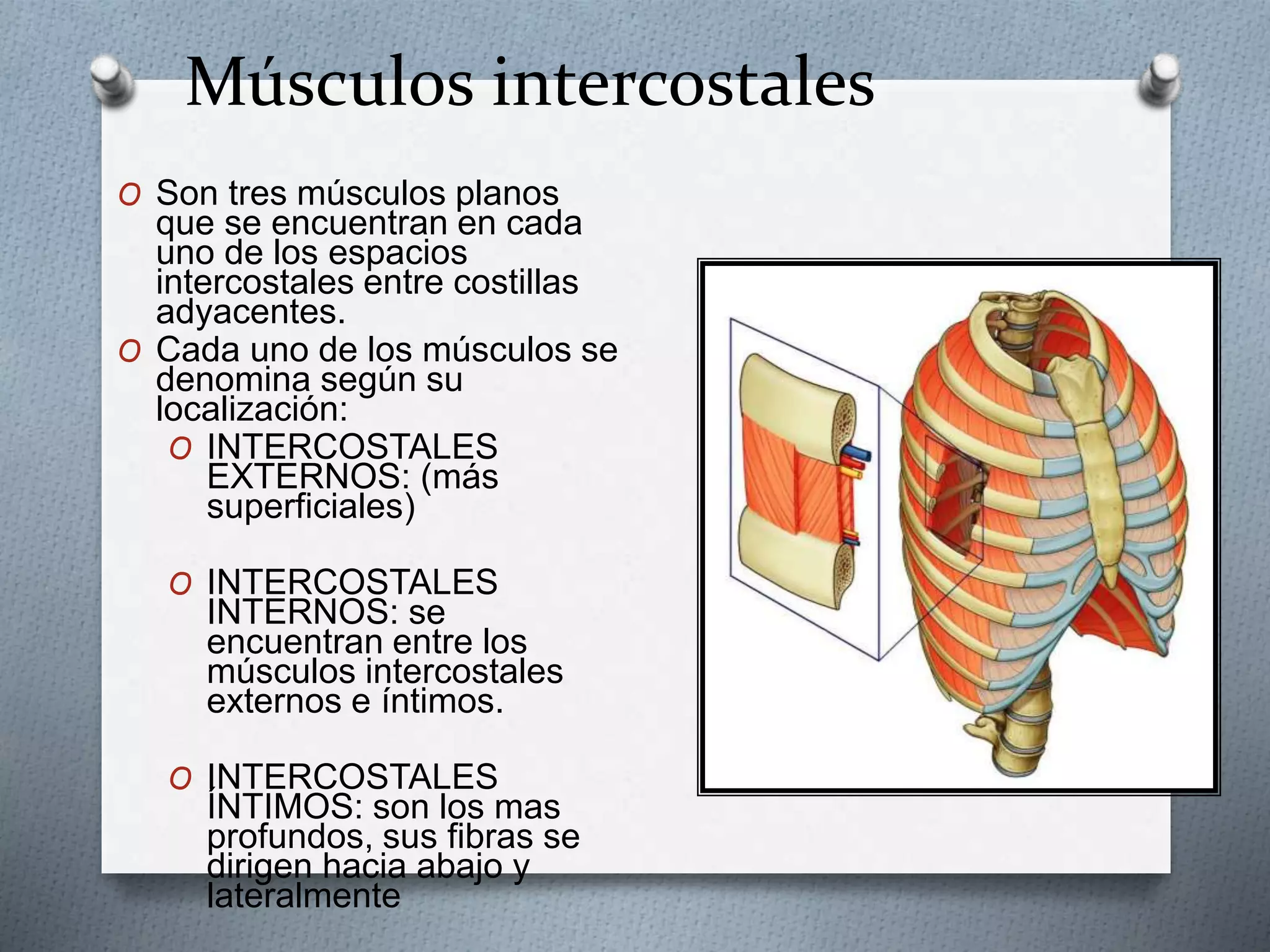 Músculos intercostales | PPTX
