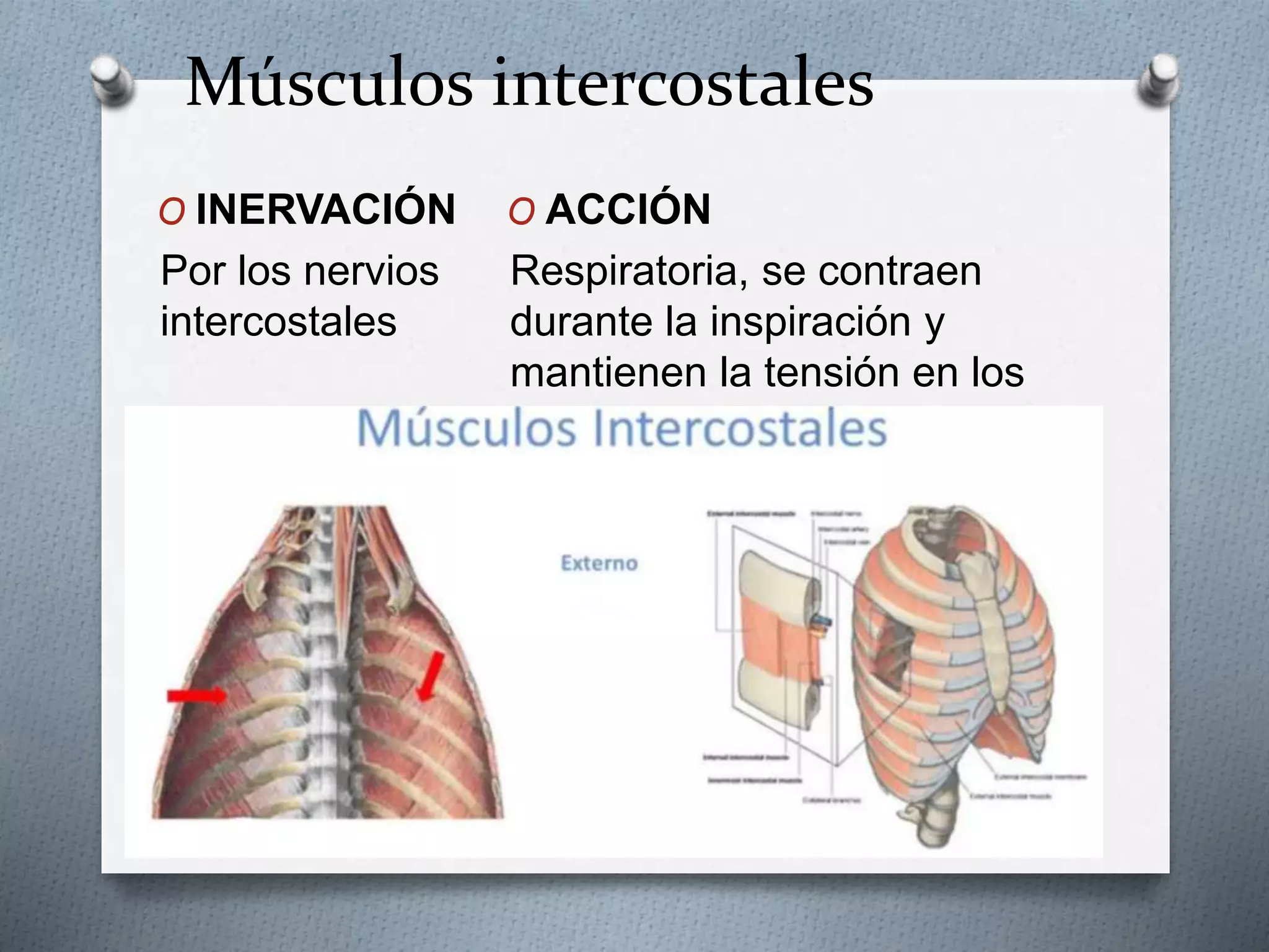 Músculos intercostales | PPTX