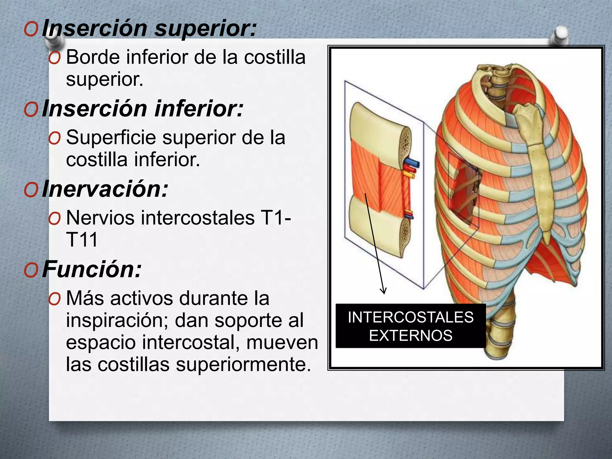 Músculos intercostales | PPTX